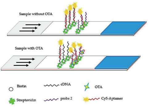 A Comprehensive Overview of Lateral Flow Chromatographic Assay Strips ...