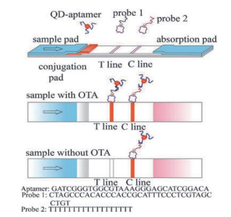 A Comprehensive Overview of Lateral Flow Chromatographic Assay Strips ...
