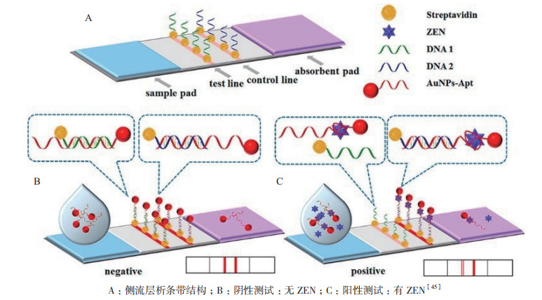 A Comprehensive Overview of Lateral Flow Chromatographic Assay Strips ...