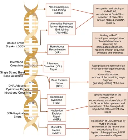 DNA Damage-EnkiLife-Recombinant Proteins,Antibodies,Kits,Cell Biology